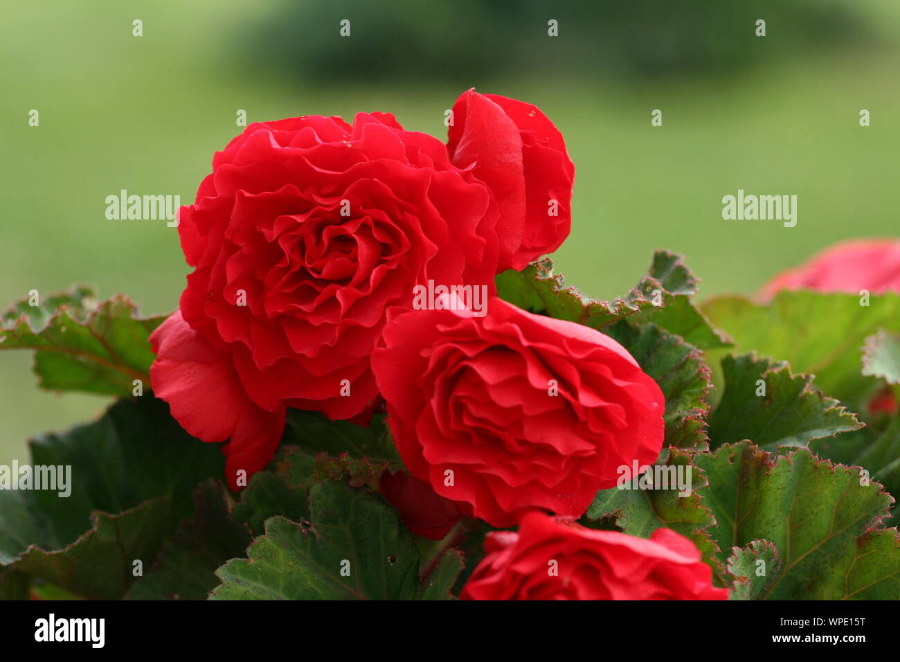 Closeup flowers begonia tuberhybrida hi-res stock photography and ...