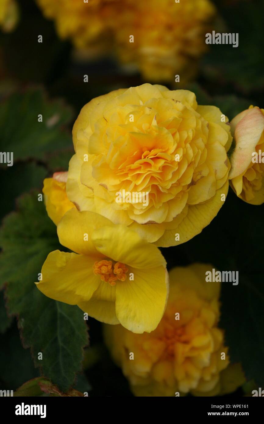 yellow begonia flower closeup Stock Photo - Alamy