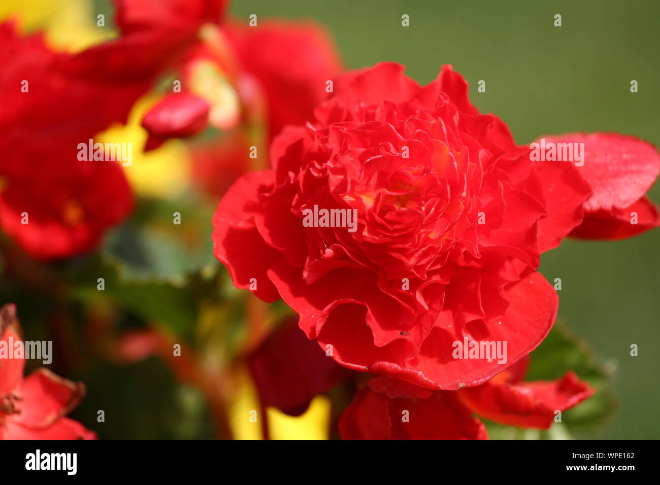 Closeup flowers begonia tuberhybrida hi-res stock photography and ...