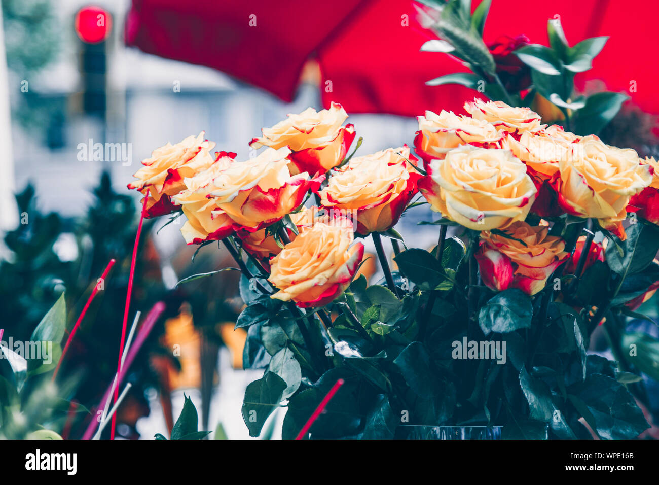 Diada de sant jordi roses hi-res stock photography and images - Alamy