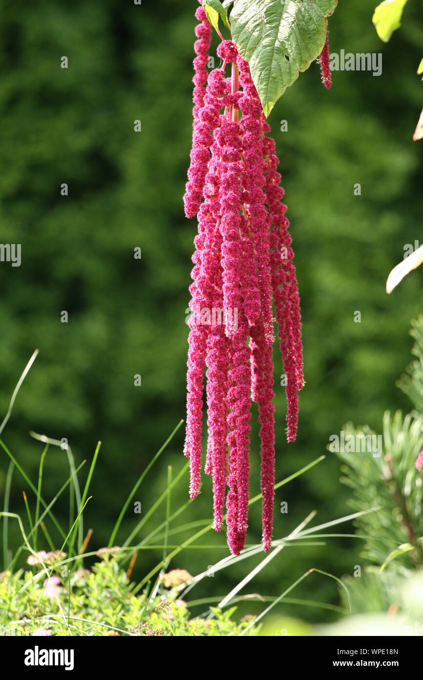 Amaranthus Caudatus flowers, known as Love Lies Bleeding. Source of ...
