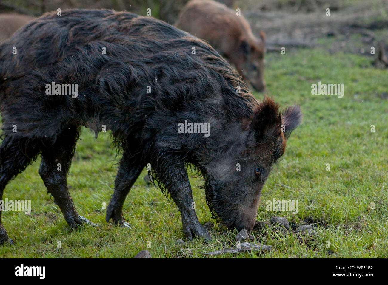 Family Group of Wart Hogs Grazing Eating Grass Food Together Stock ...