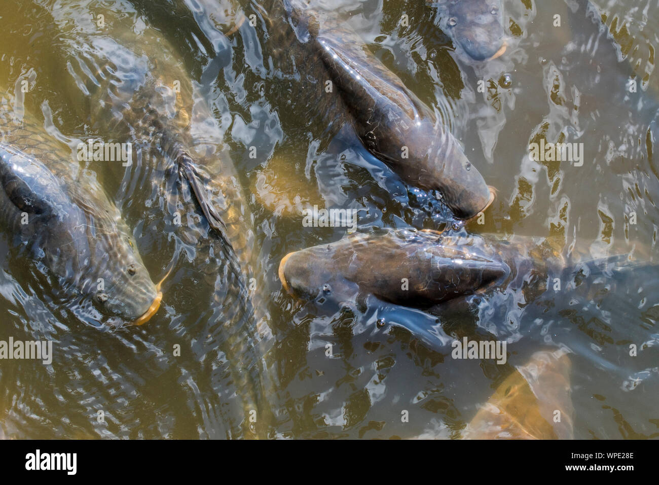 European carps hi-res stock photography and images - Alamy