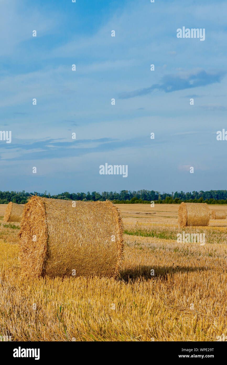Yellow golden straw bales of hay in the stubble field, agricultural ...