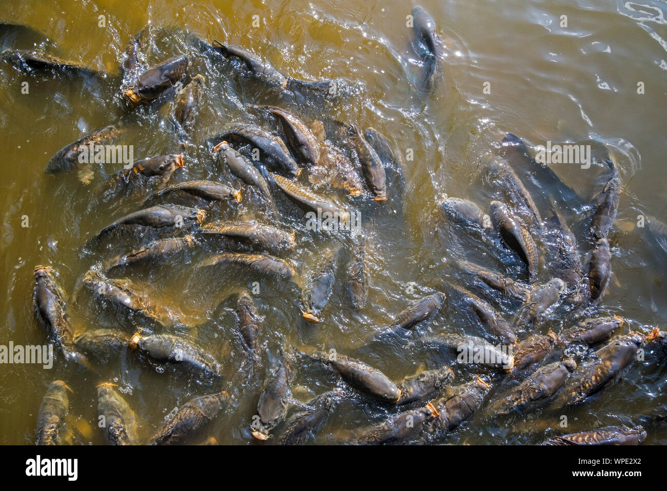 Surface pond fish hi-res stock photography and images - Alamy