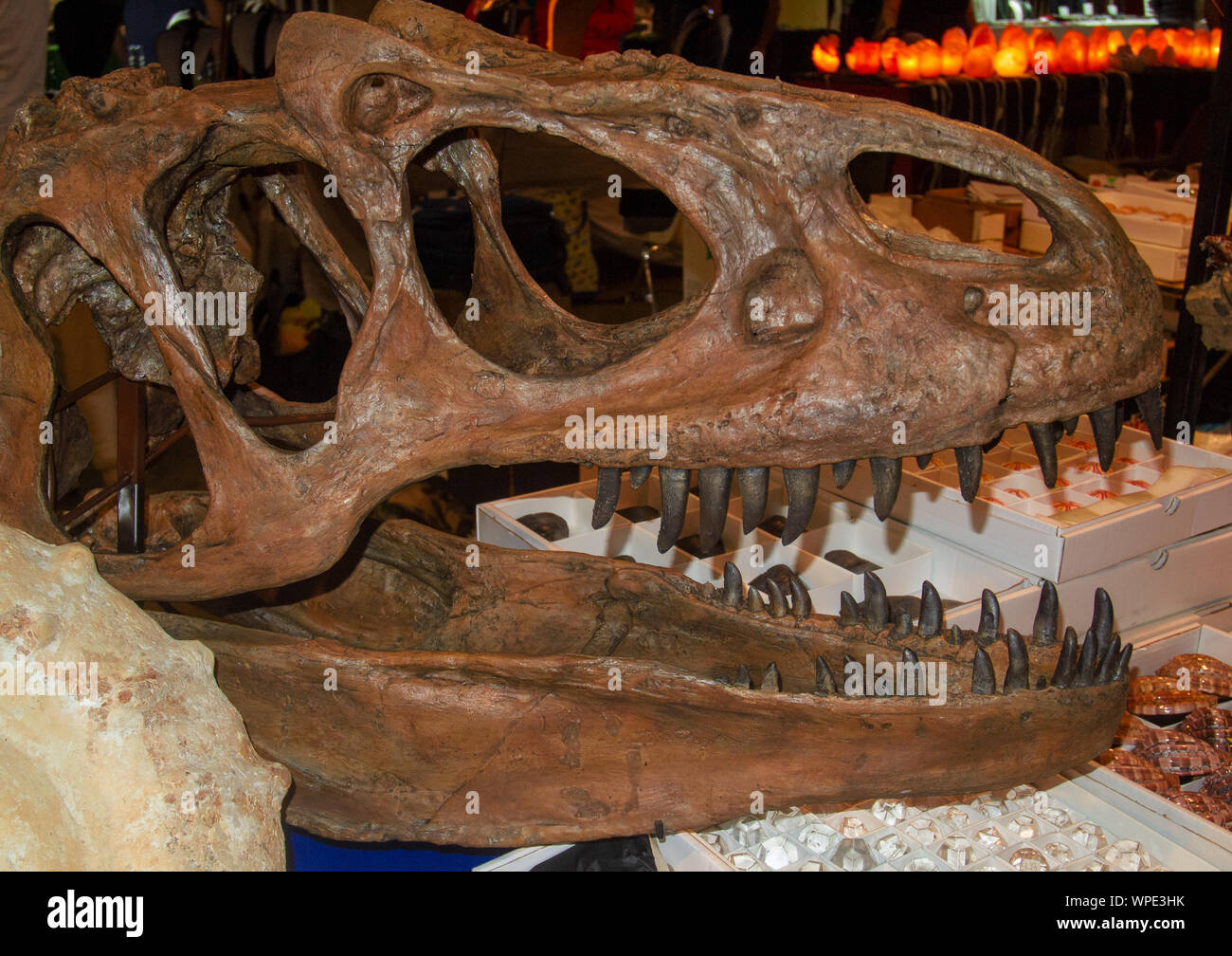 Sharp teeth dinosaur hi-res stock photography and images - Alamy