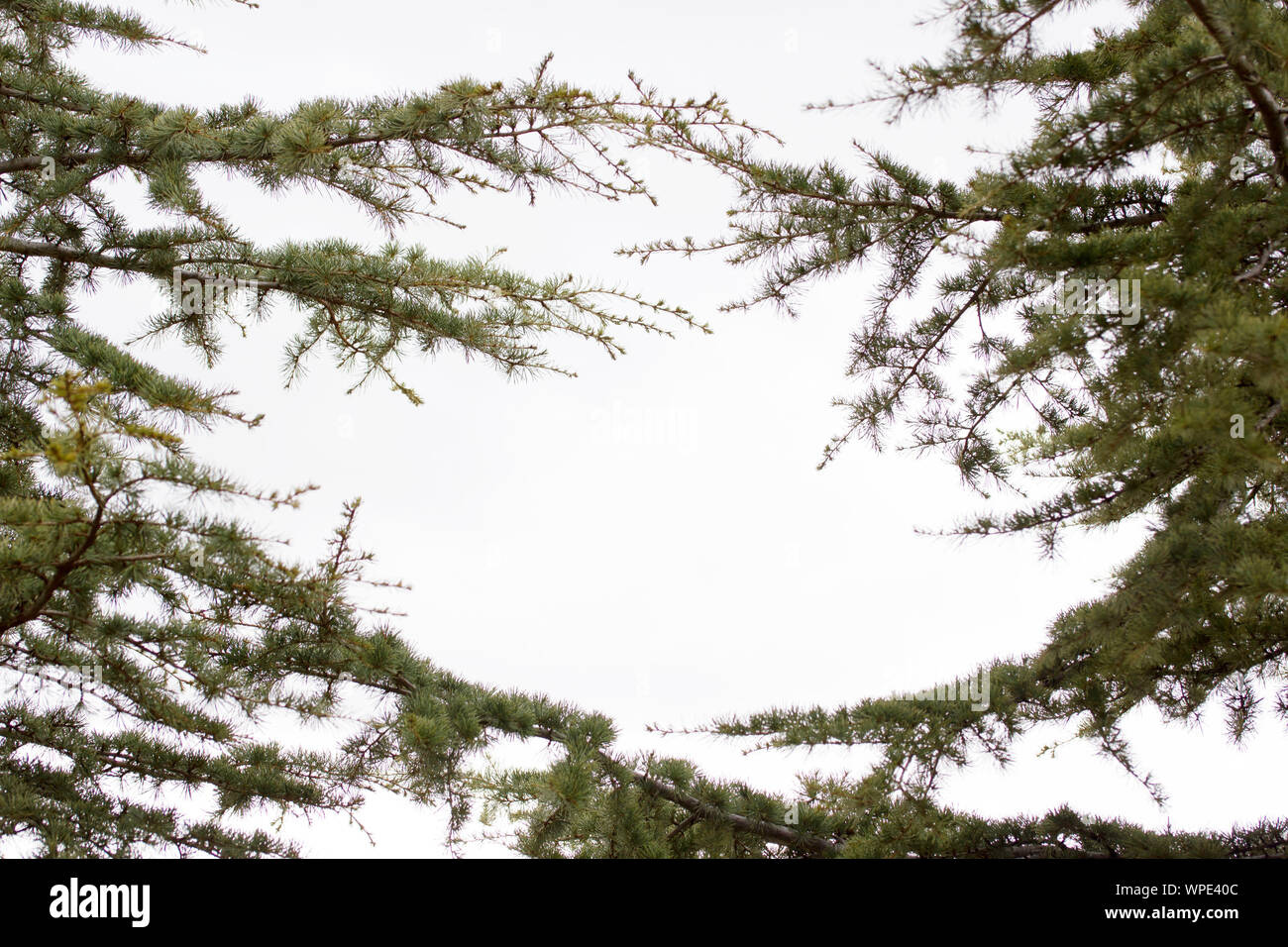 Pine tree brunch textured Background Stock Photo - Alamy