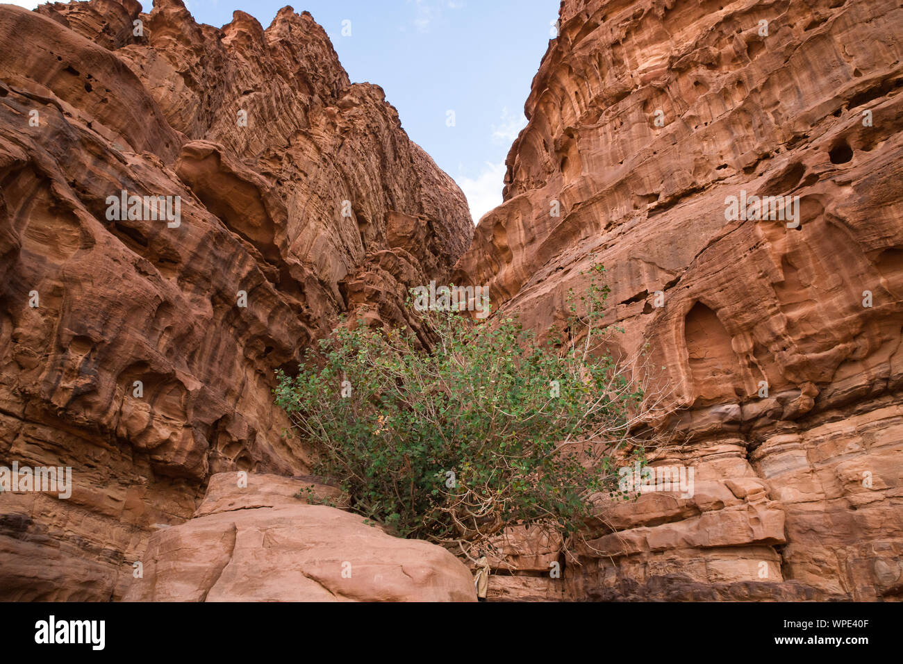 Lawrence’s spring hi-res stock photography and images - Alamy