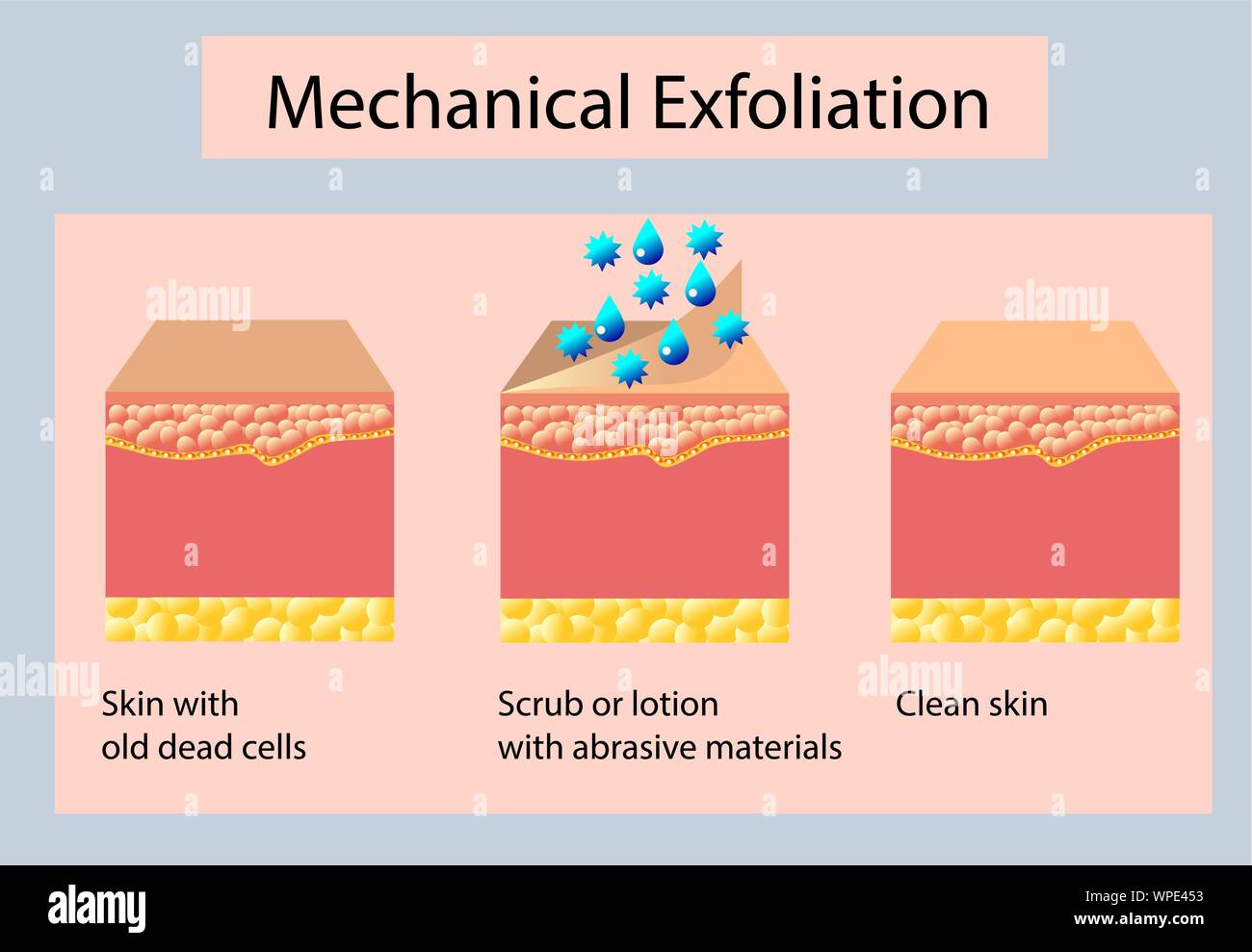 Female anatomy diagram Stock Vector Images - Alamy