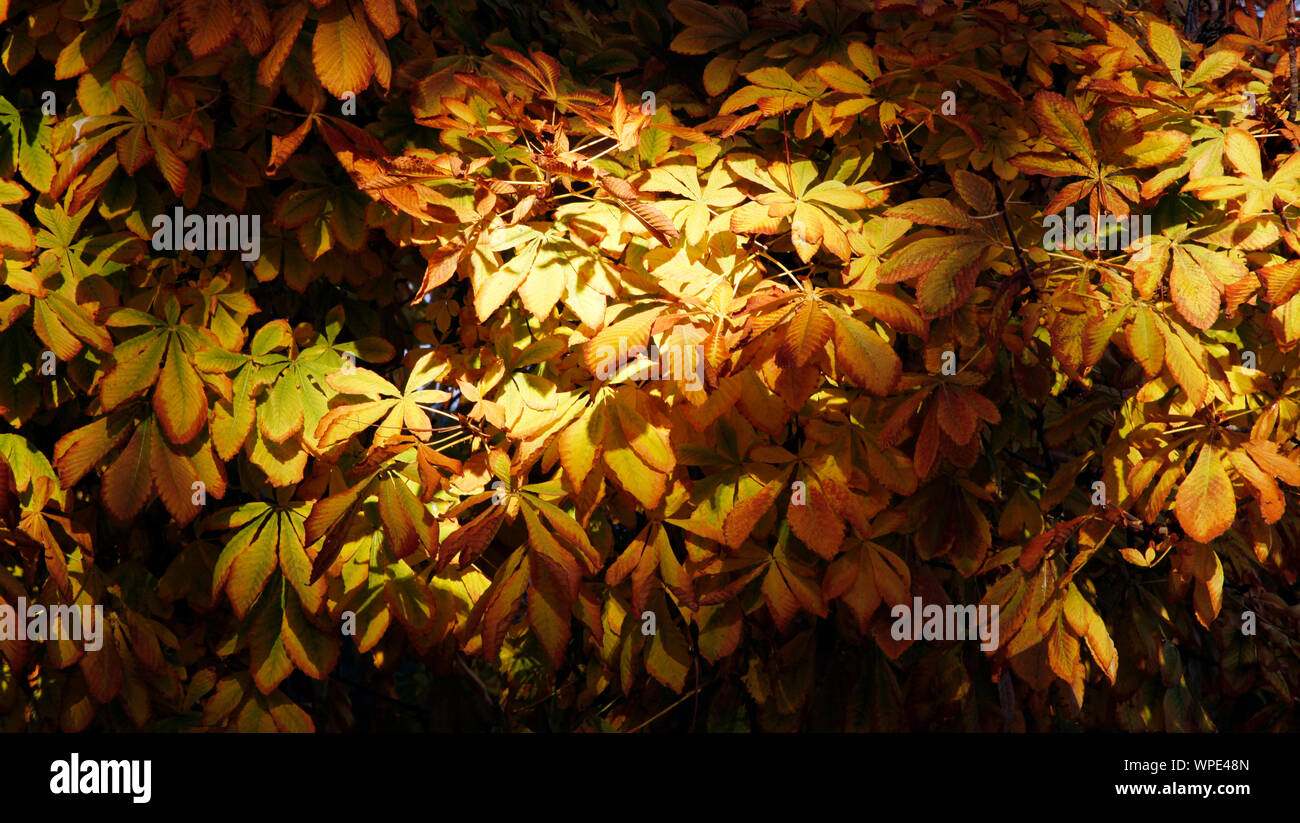 yellow leafy horse chestnut tree - panoramic Stock Photo - Alamy