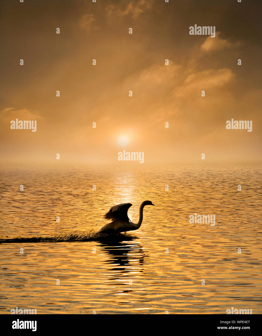 Taking flight movement hi-res stock photography and images - Alamy