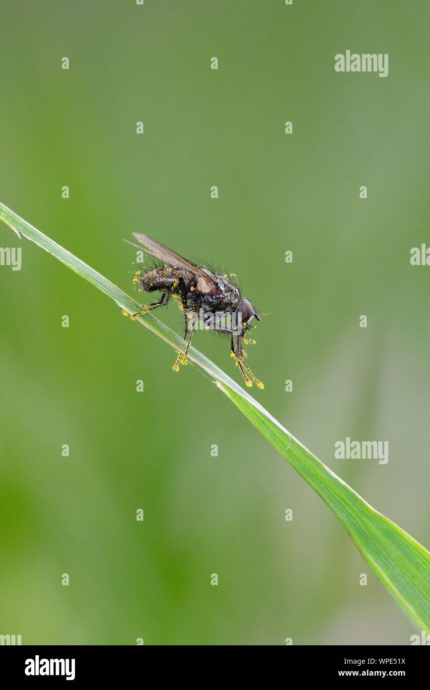 Anthomyiidae hi-res stock photography and images - Alamy