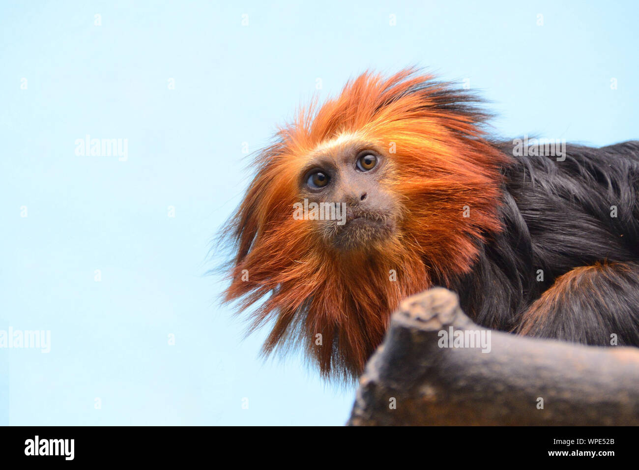 Tamarin leontopithecus chrysomelas hi-res stock photography and images ...