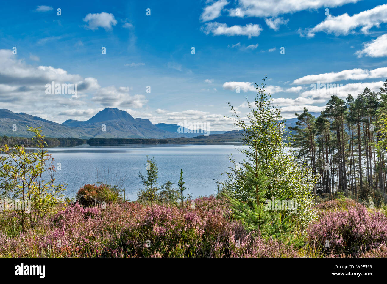 Heather on scottish highlands hi-res stock photography and images - Alamy