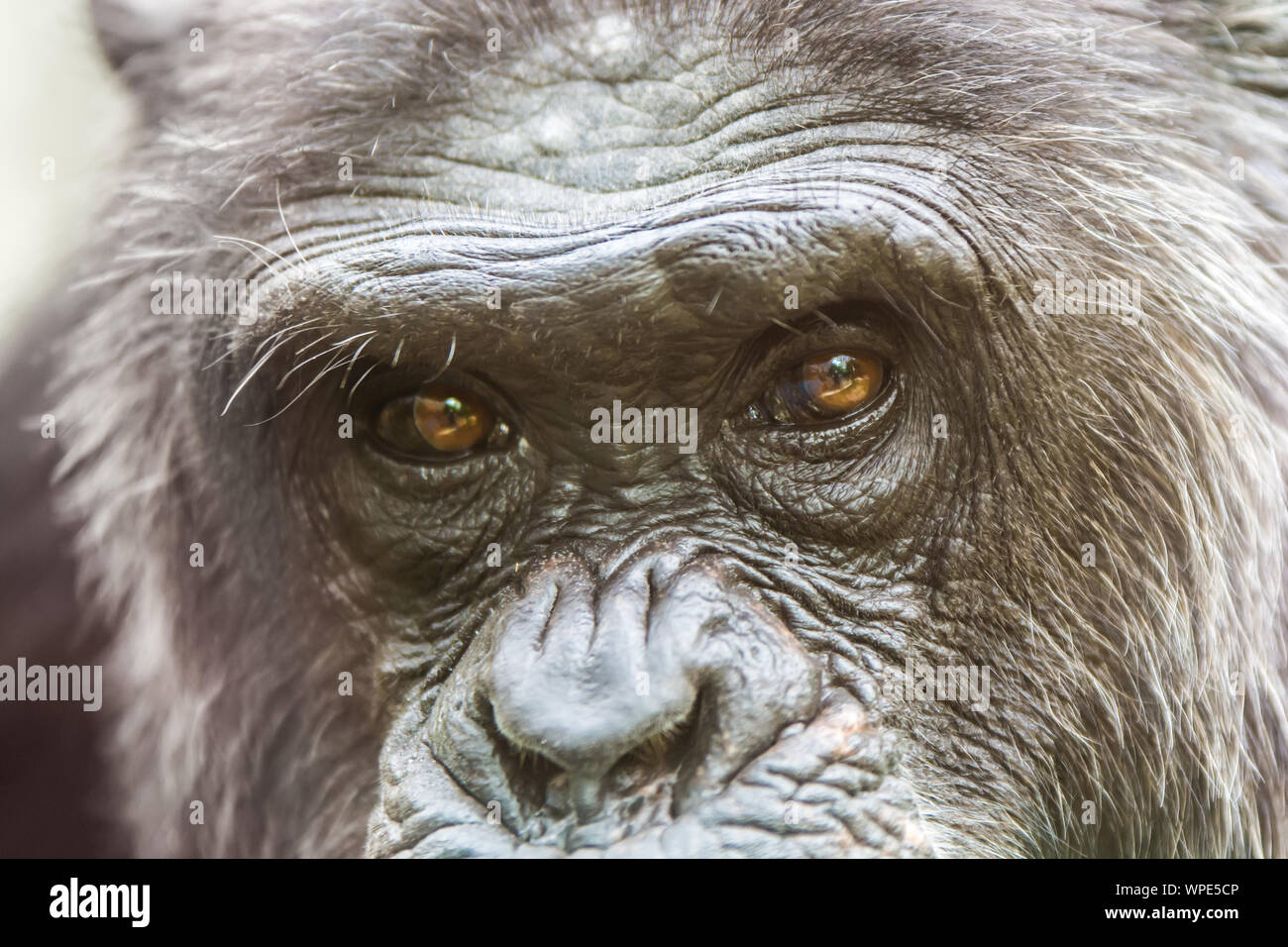 Chimpanzee nose hi-res stock photography and images - Alamy