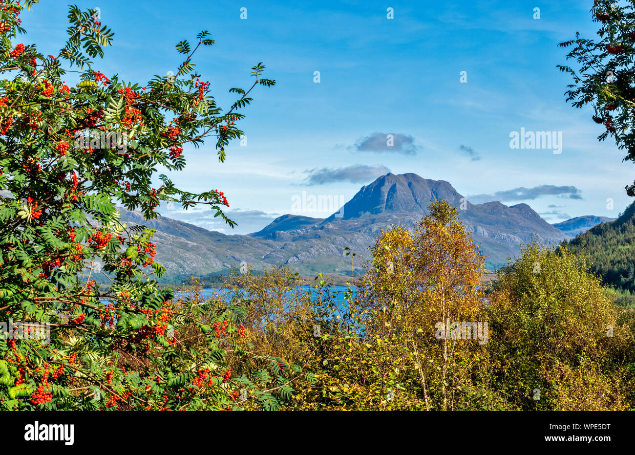 Rowan tree scotland hi-res stock photography and images - Alamy