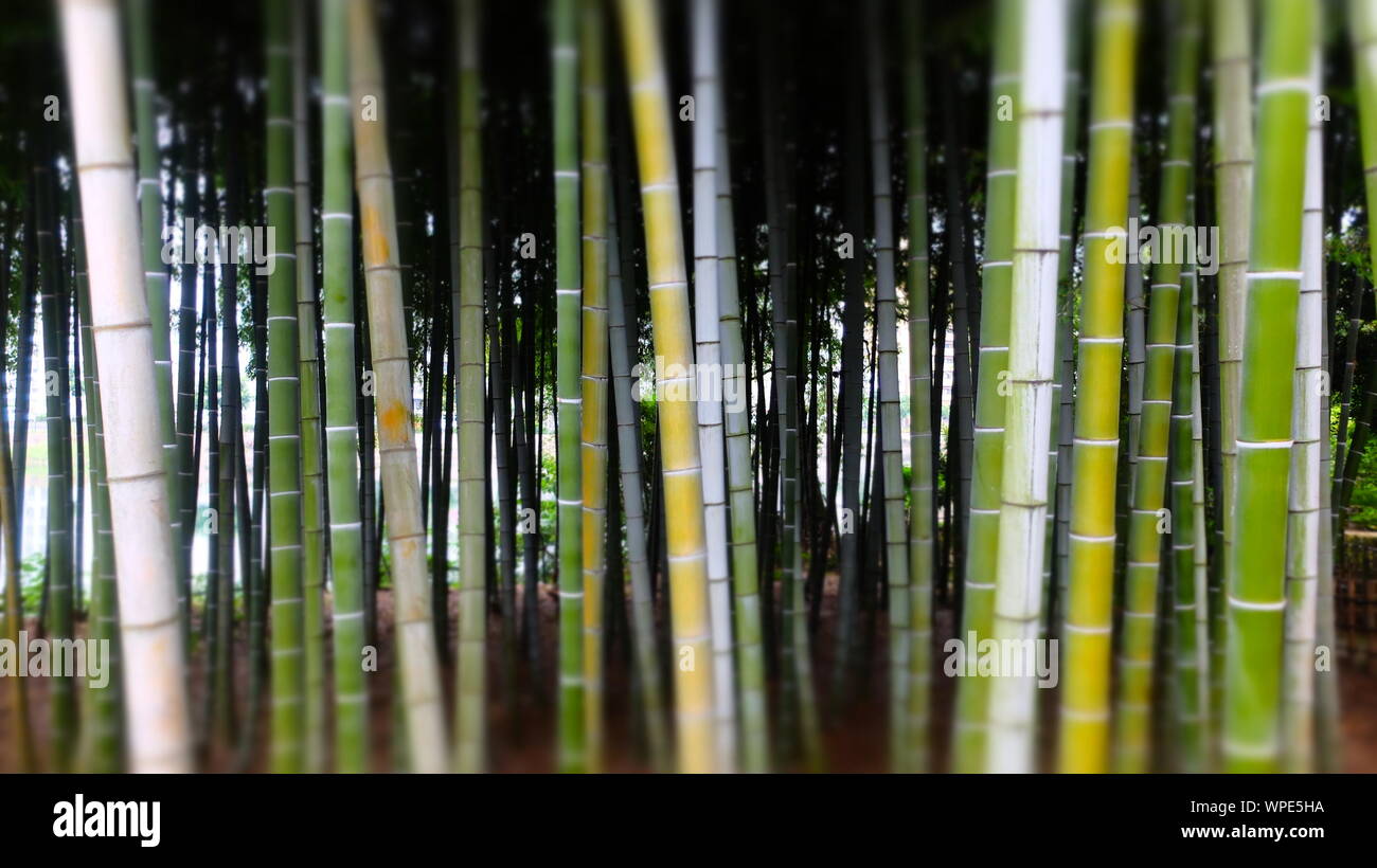 Segmented plant hi-res stock photography and images - Alamy