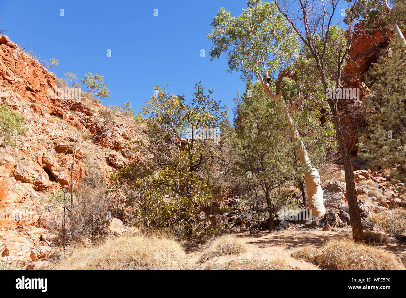 Ghost Gum, Redbank Gorge (Tyurretye) West McDonnell Ranges National ...