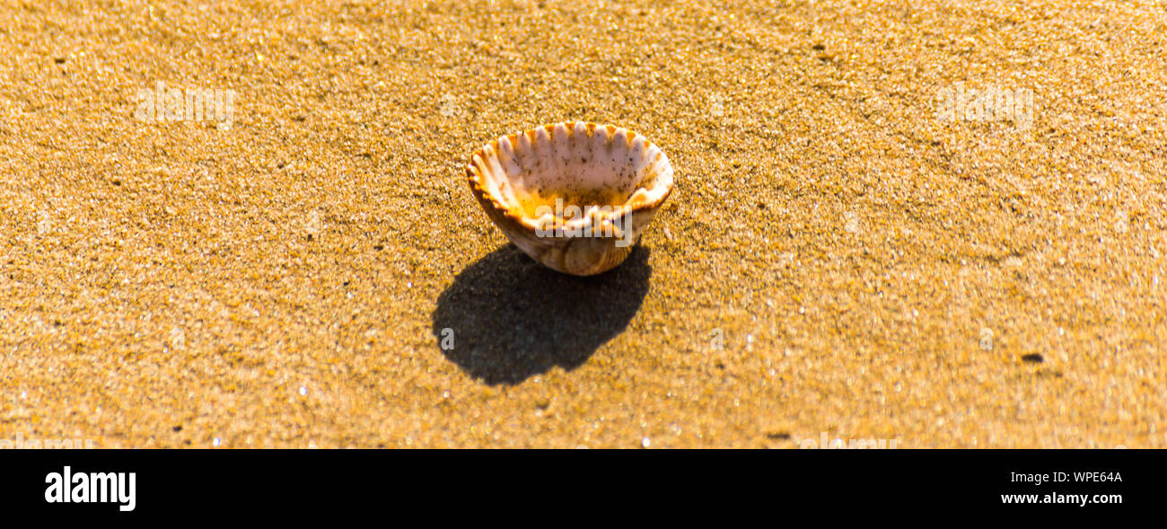 Natural sea shell lying on the sandy beach, washed by water, sunny day ...