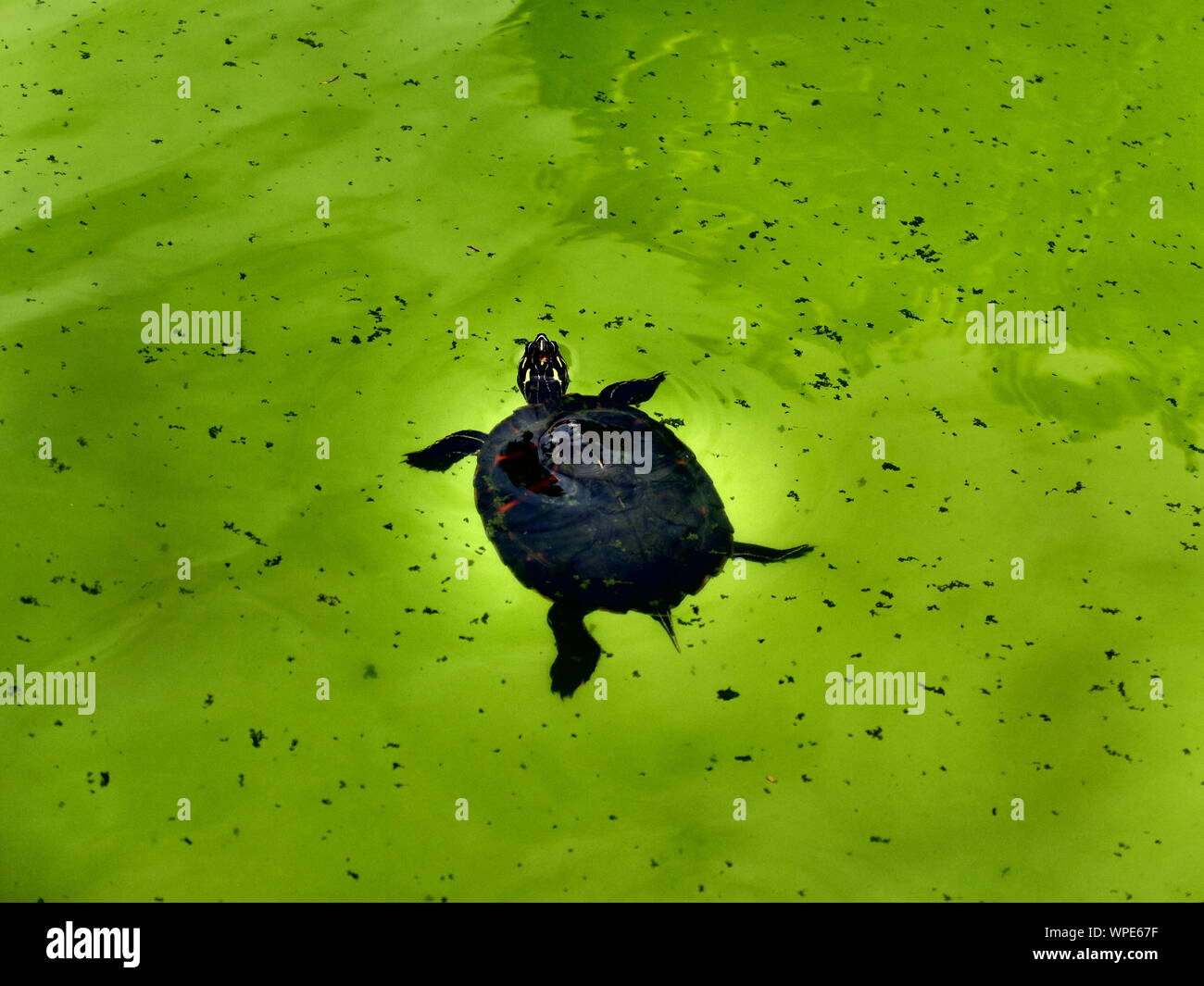 Life pond hi-res stock photography and images - Alamy