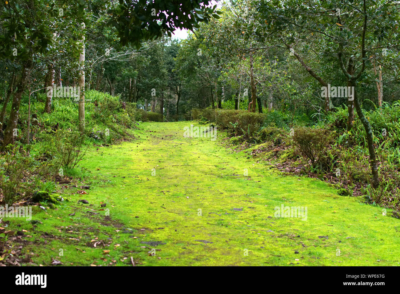 Moss Road in a Park in Ponta Delgada, Azores Stock Photo - Alamy