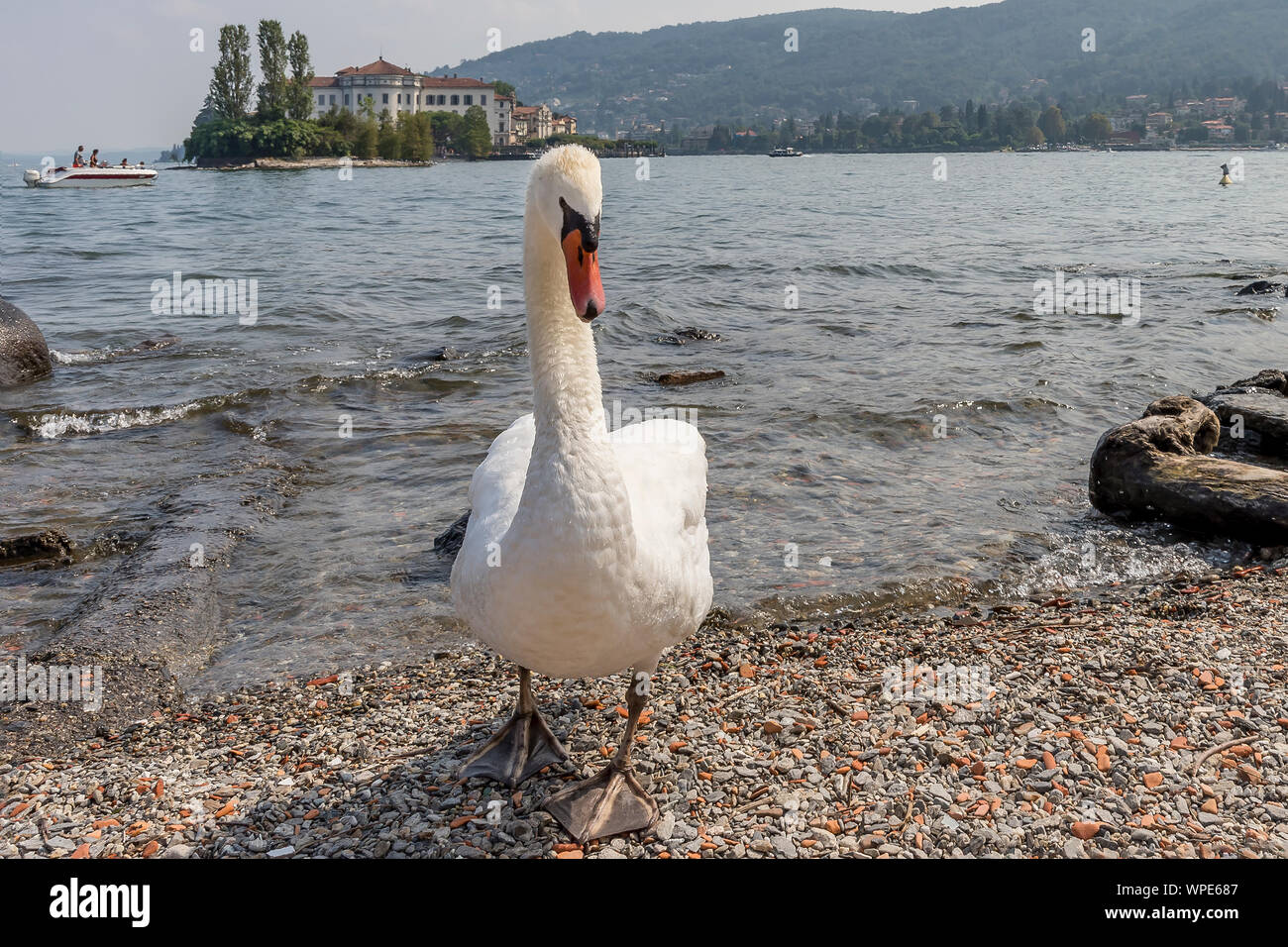 Superb white swan comes out of the water of Lake Maggiore with Isola ...