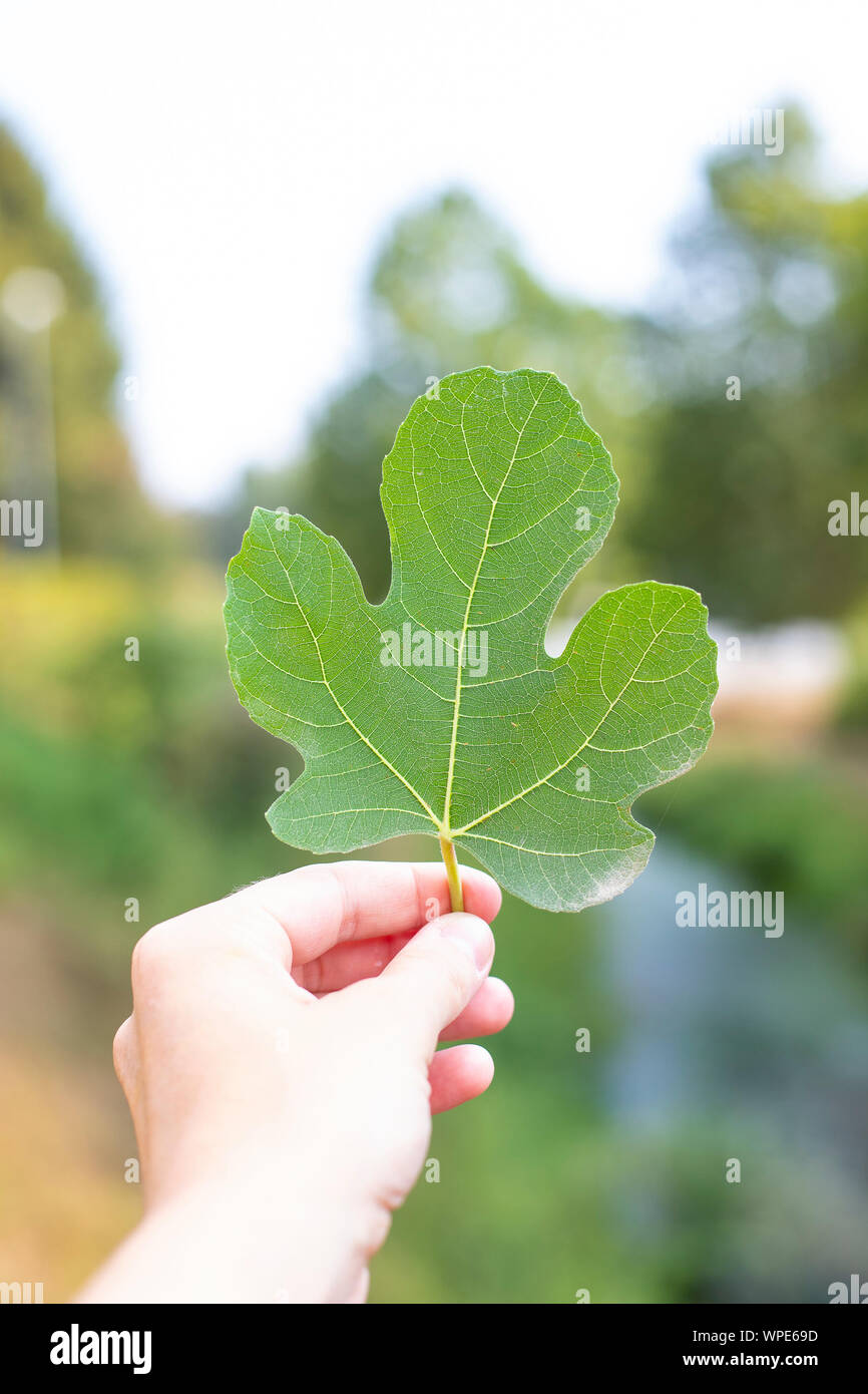 Hand holding a leaf of fig (ficus carica) in outdoor background ...