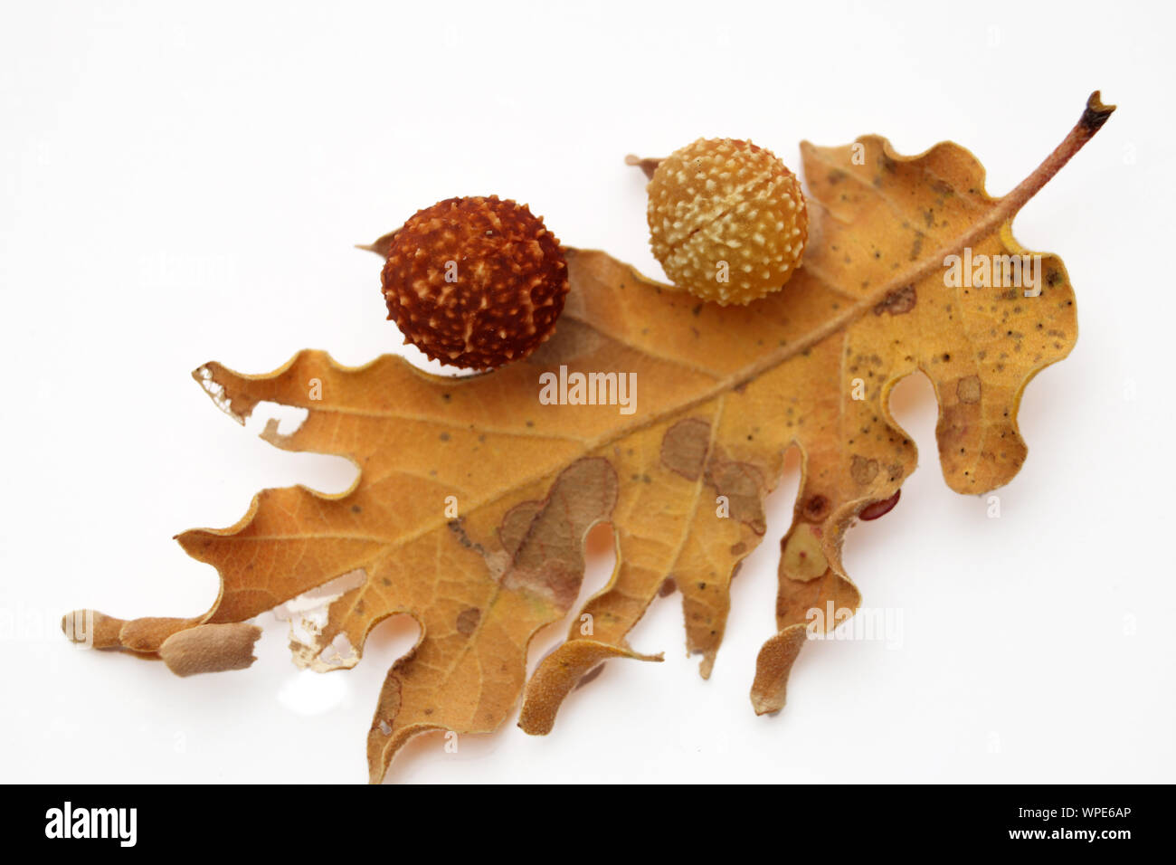 Oak tree mast Cut Out Stock Images & Pictures - Alamy