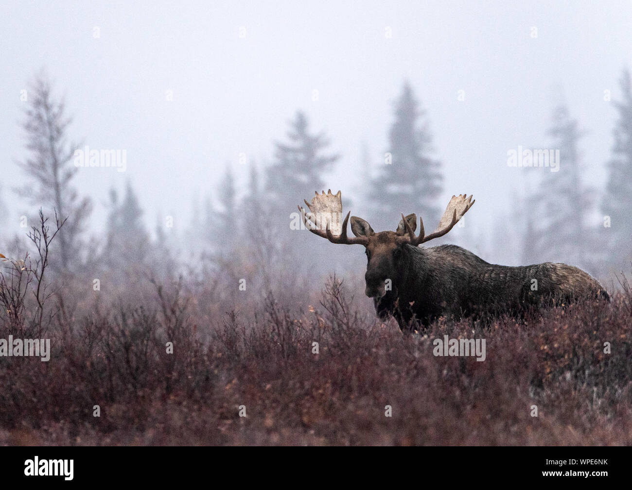 Large bull moose hi-res stock photography and images - Alamy