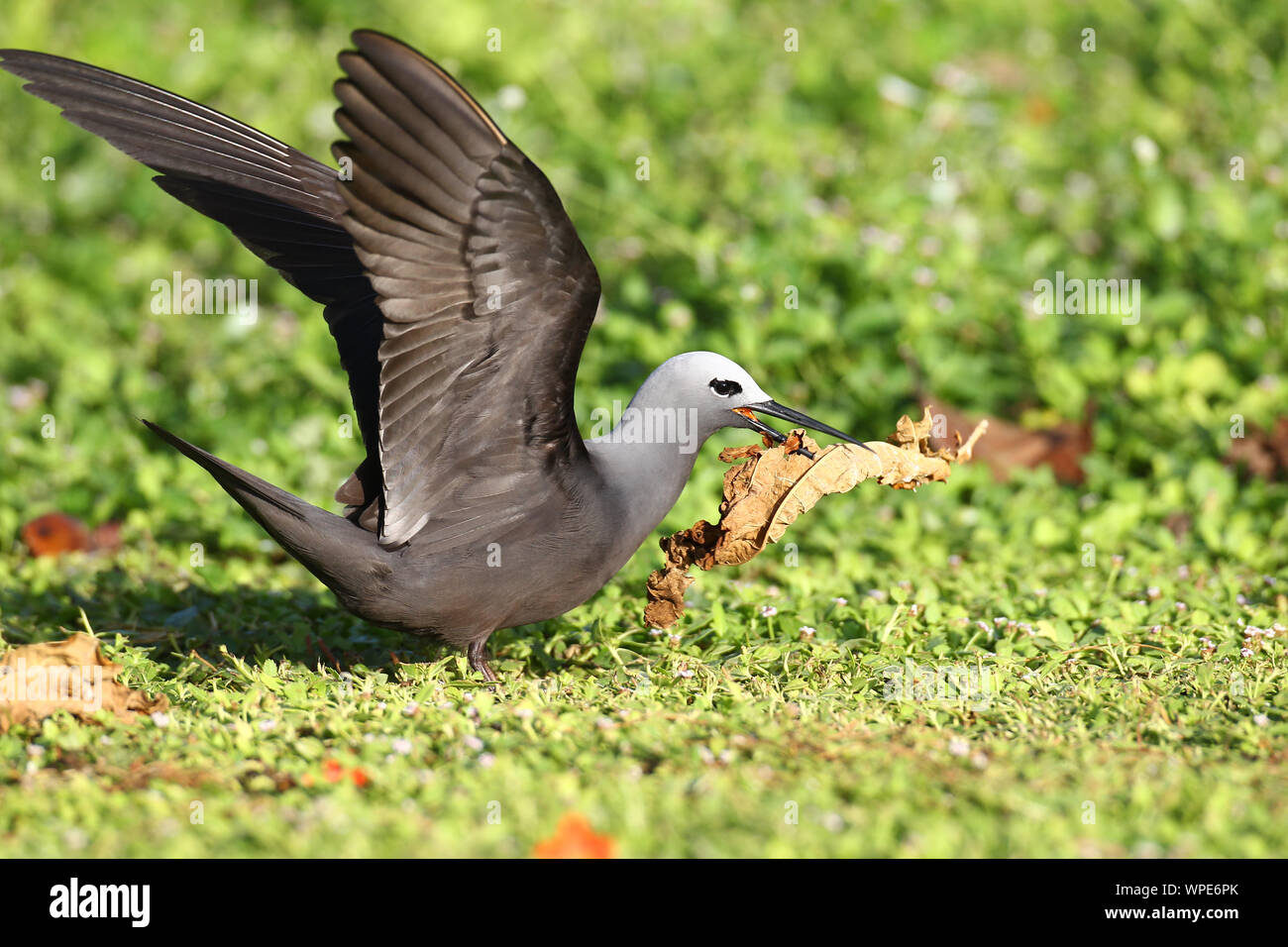 Sooty noddy hi-res stock photography and images - Alamy