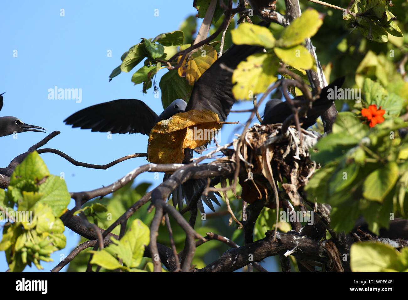Sooty noddy hi-res stock photography and images - Alamy
