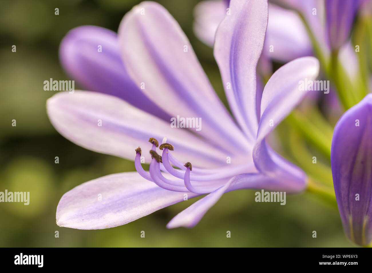 Blossom of a purple lily in detail Stock Photo - Alamy