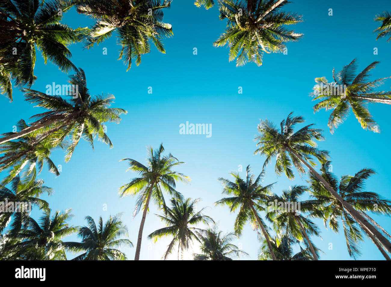 A forest of palm trees Stock Photo - Alamy