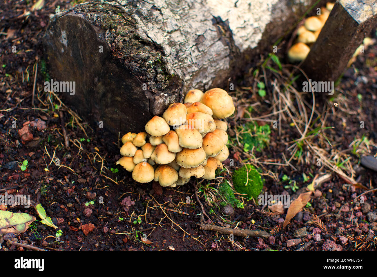 Mushrooms in the park hi-res stock photography and images - Alamy