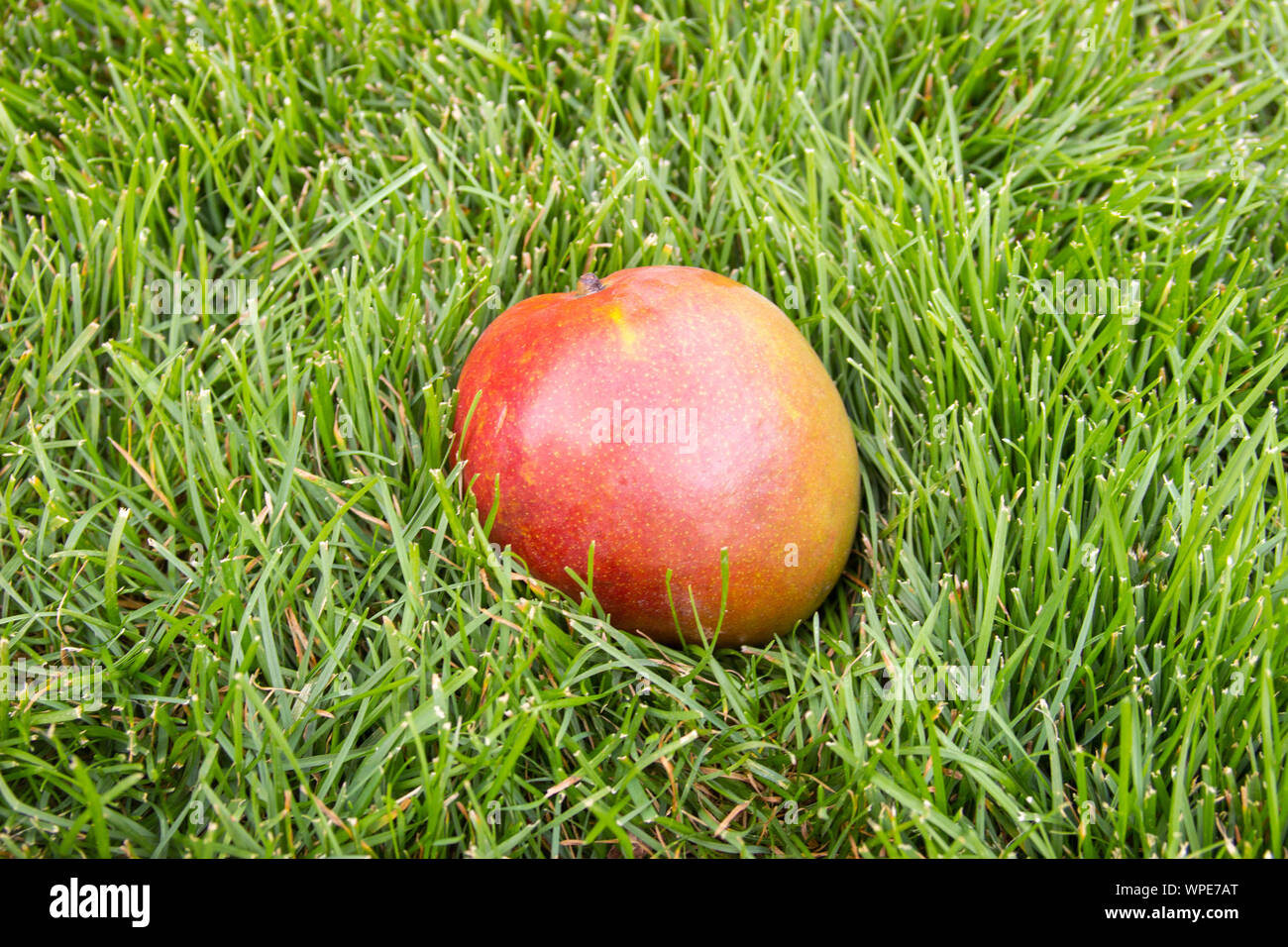 The close-up photo of a mellow yellow and red mango fruit on the green ...