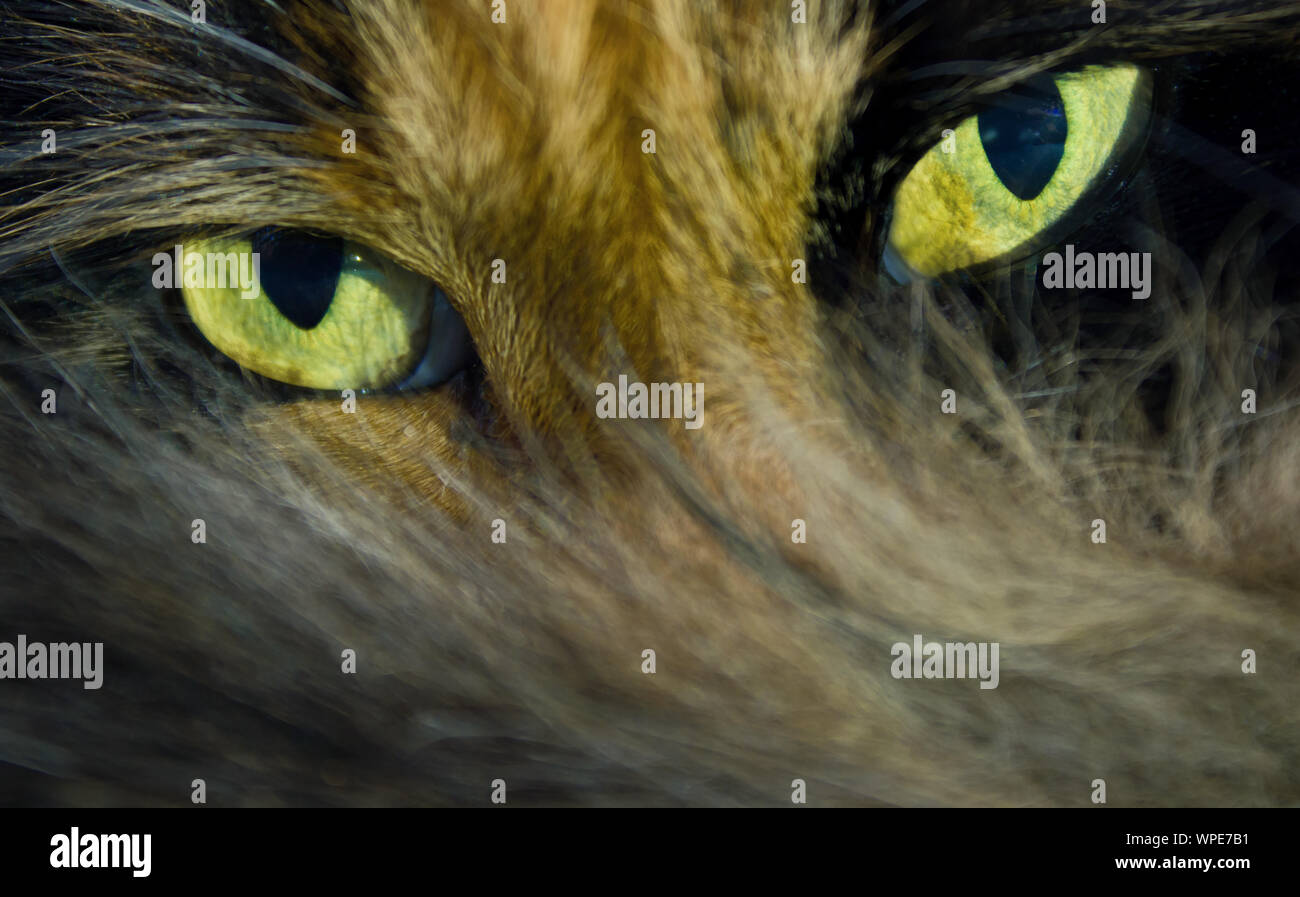 Greenish tint hi-res stock photography and images - Alamy