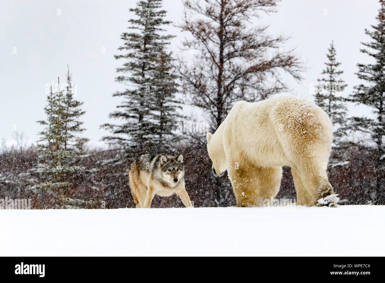 Alpha wolf and a solitary male polar bear come face to face on the ice ...