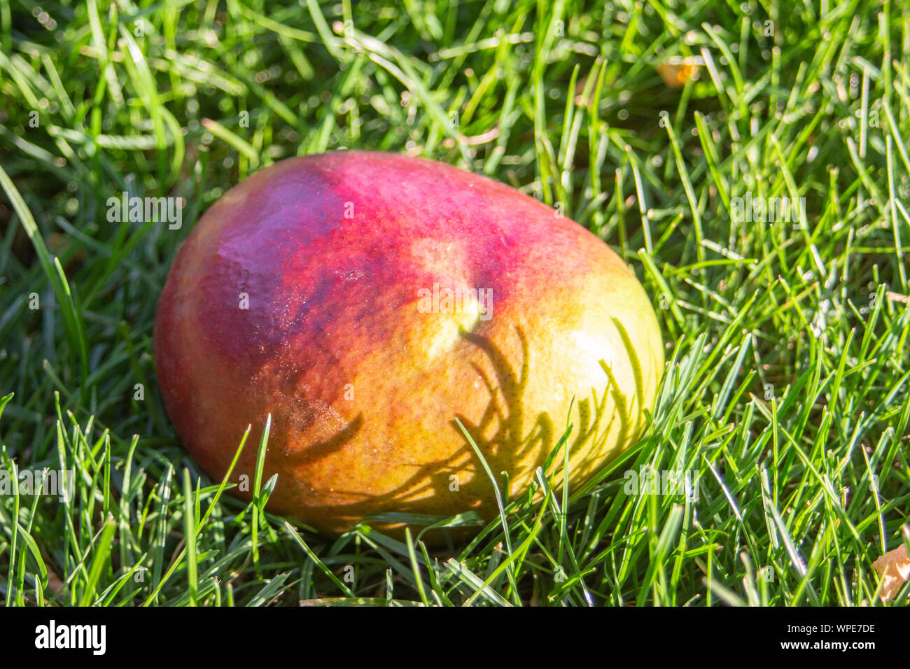 The close-up photo of a mellow yellow and red mango fruit on the green ...