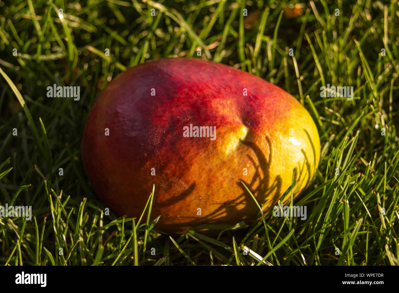 The close-up photo of a mellow yellow and red mango fruit on the green ...