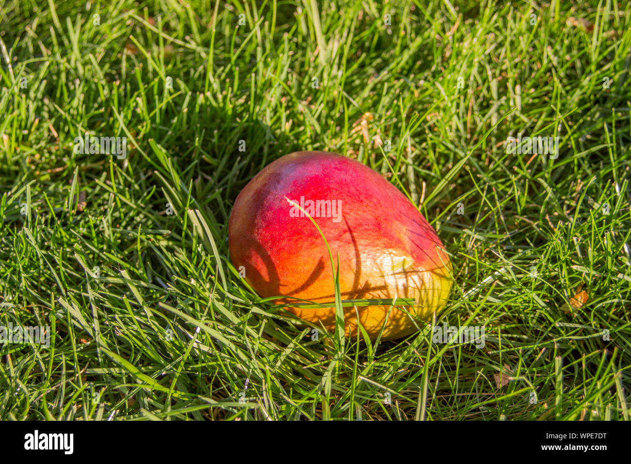 The close-up photo of a mellow yellow and red mango fruit on the green ...