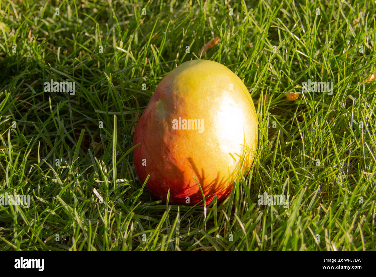 The close-up photo of a mellow yellow and red mango fruit on the green ...
