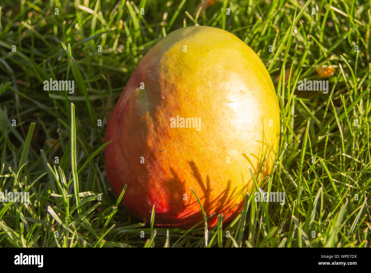 The close-up photo of a mellow yellow and red mango fruit on the green ...
