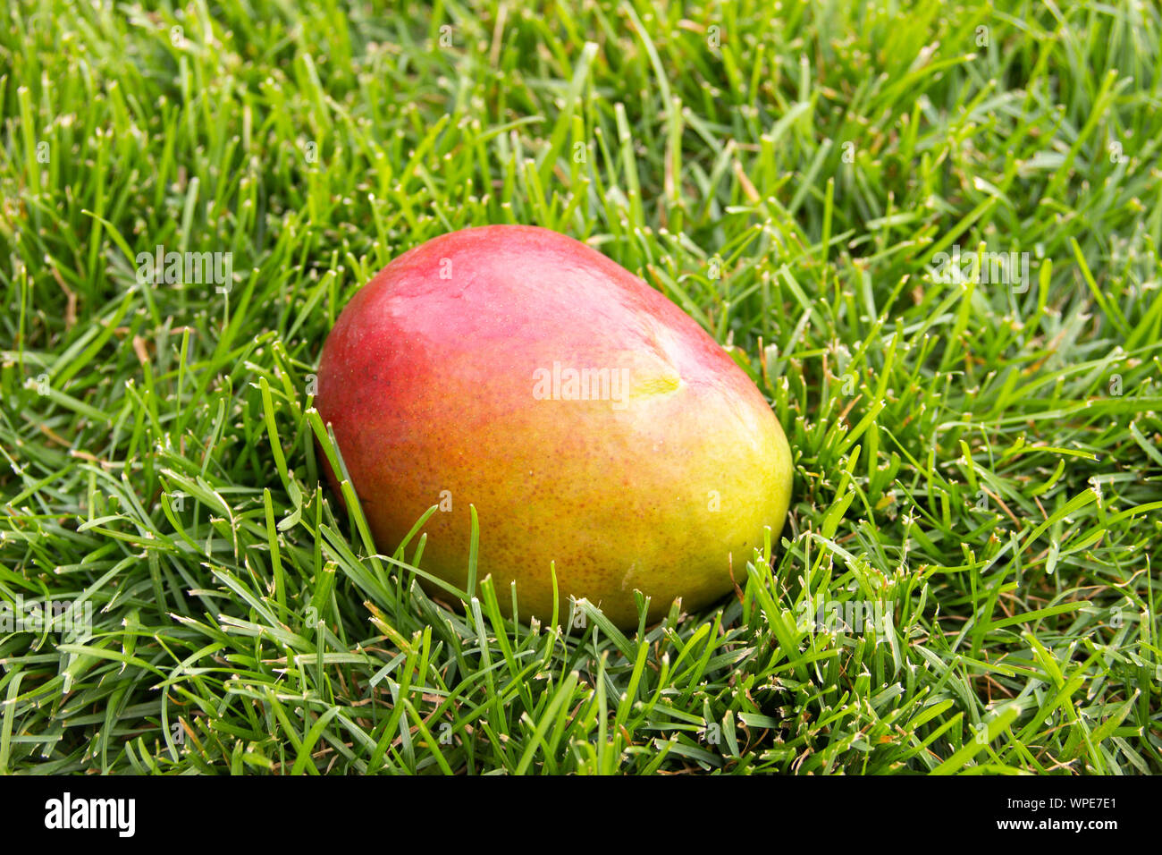 The close-up photo of a mellow yellow and red mango fruit on the green ...