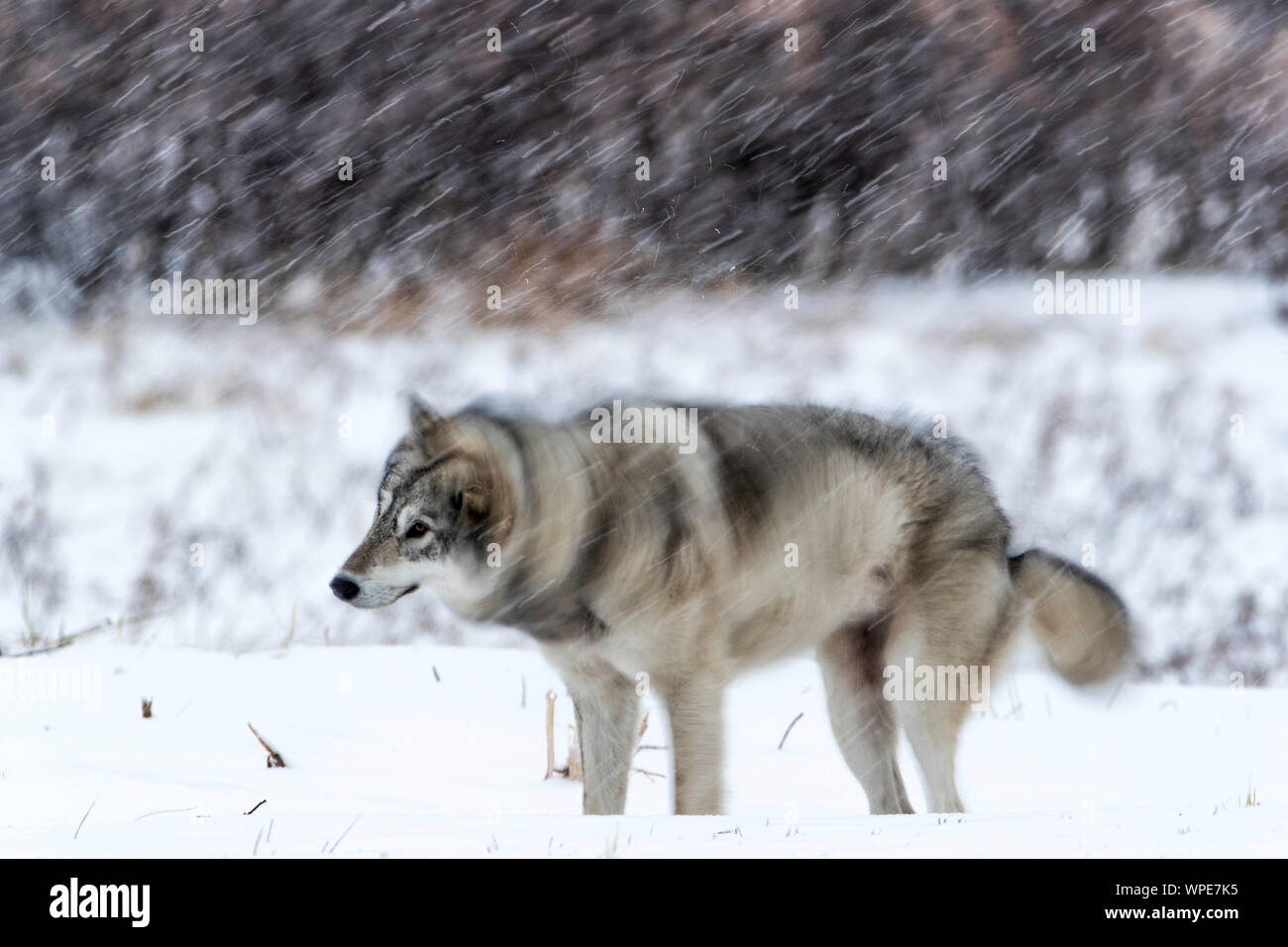 Canadian Timber Wolf High Resolution Stock Photography and Images - Alamy