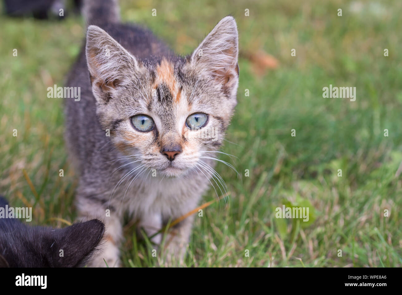 Curious cat looks into the camera with her blue eyes Stock Photo - Alamy