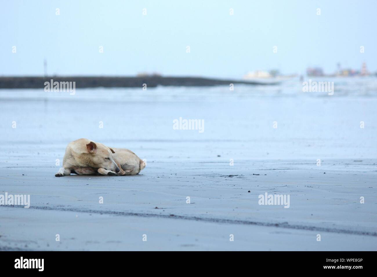 Sleeping dog at the beach hi-res stock photography and images - Alamy