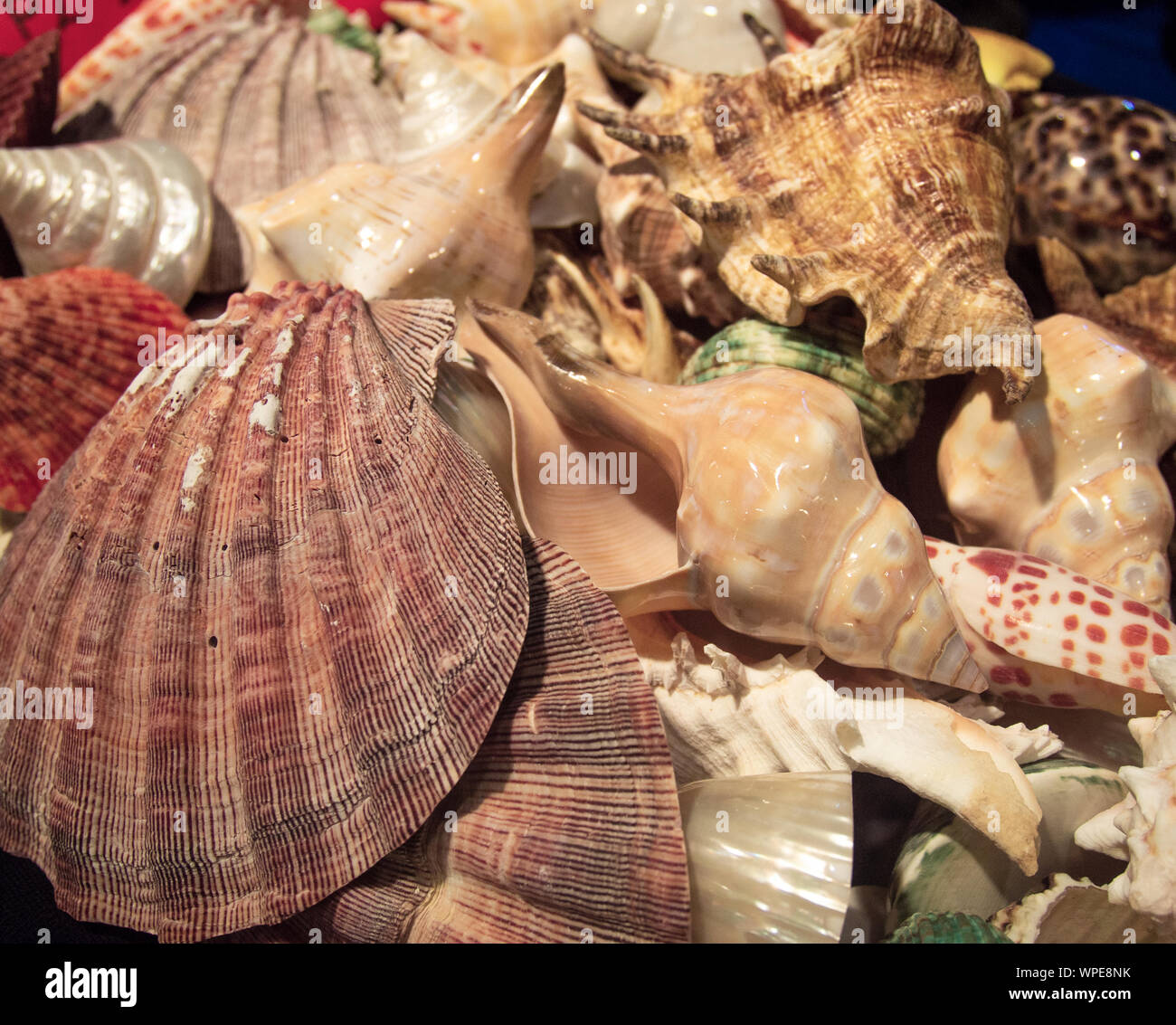 collection of shells of different shapes and colors Stock Photo - Alamy
