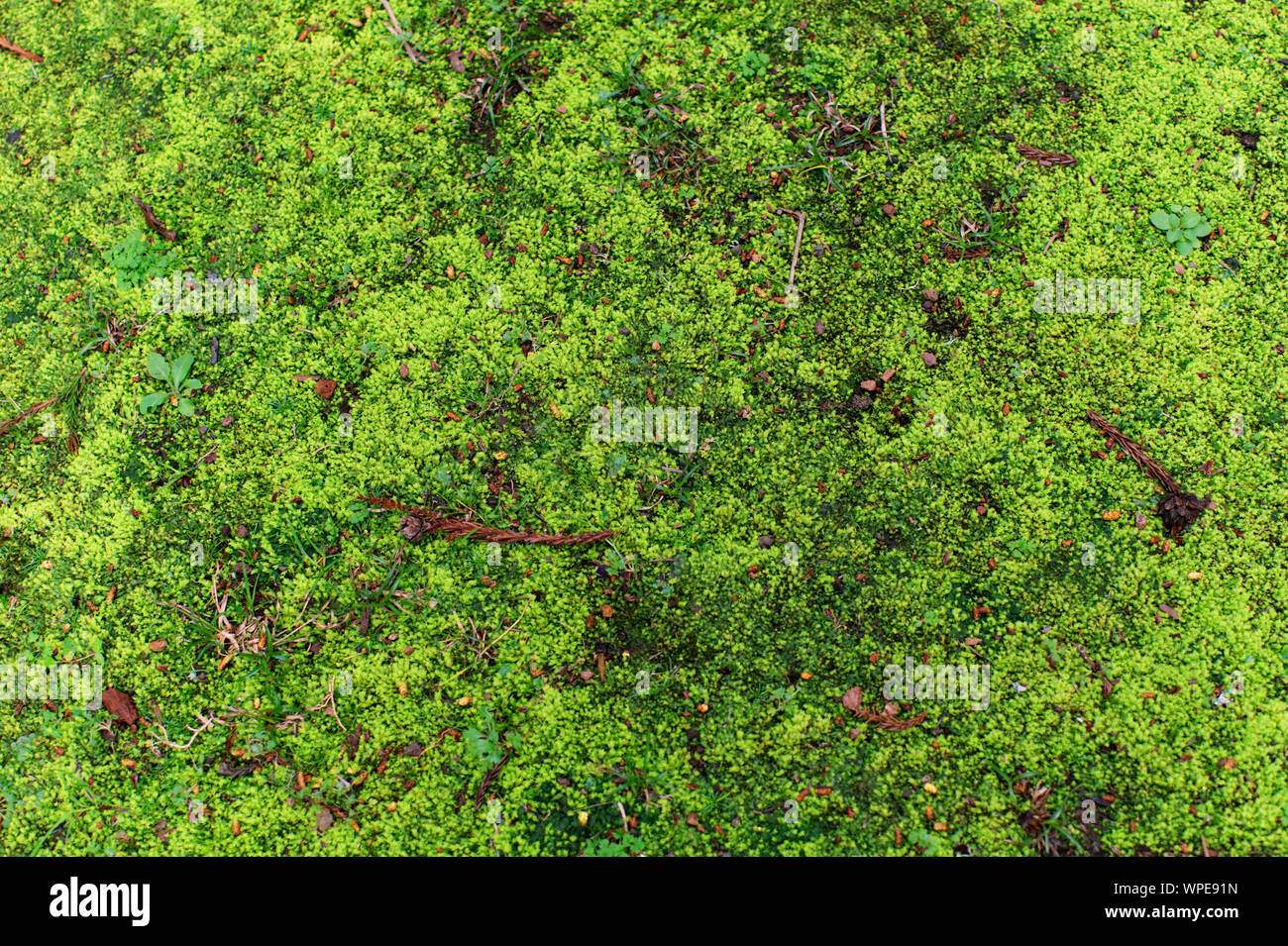 Moss road hi-res stock photography and images - Alamy