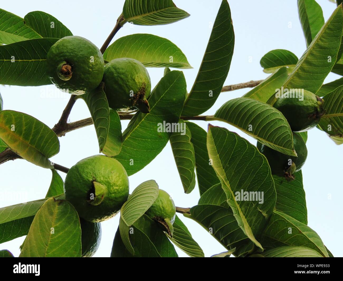 Guava tree hi-res stock photography and images - Alamy