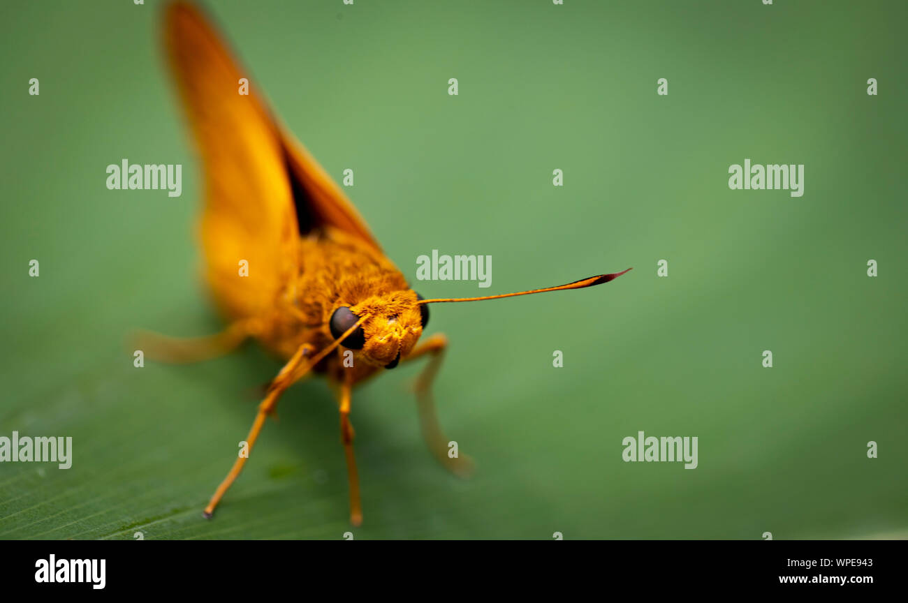Moth sitting on leaf Stock Photo - Alamy
